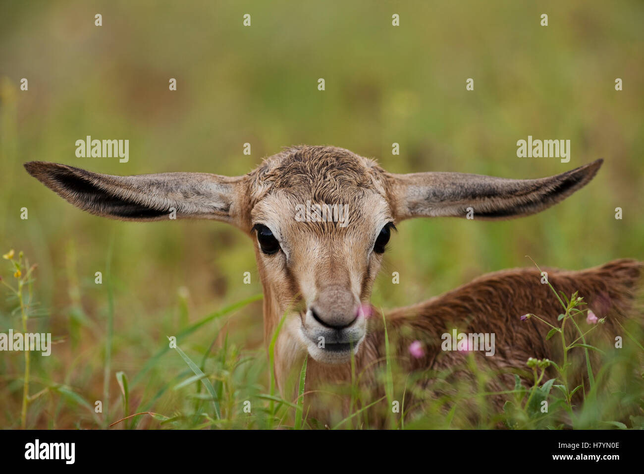 Springbok (Antidorcas marsupialis) calf, Kalahari, Northern Cape, South ...