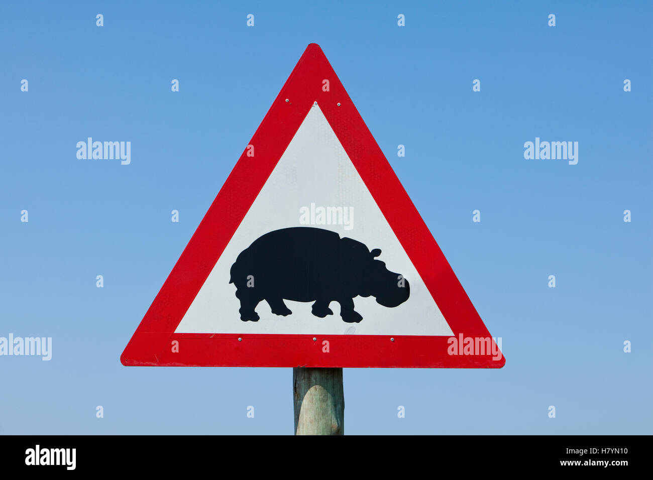 Hippopotamus (Hippopotamus amphibius) warning sign, Phalaborwa, South ...