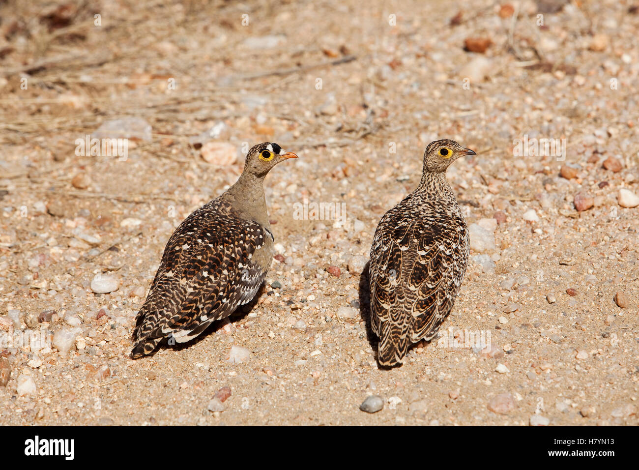 Double-banded Sandgrouse (Pterocles bicinctus) pair, Kruger National ...