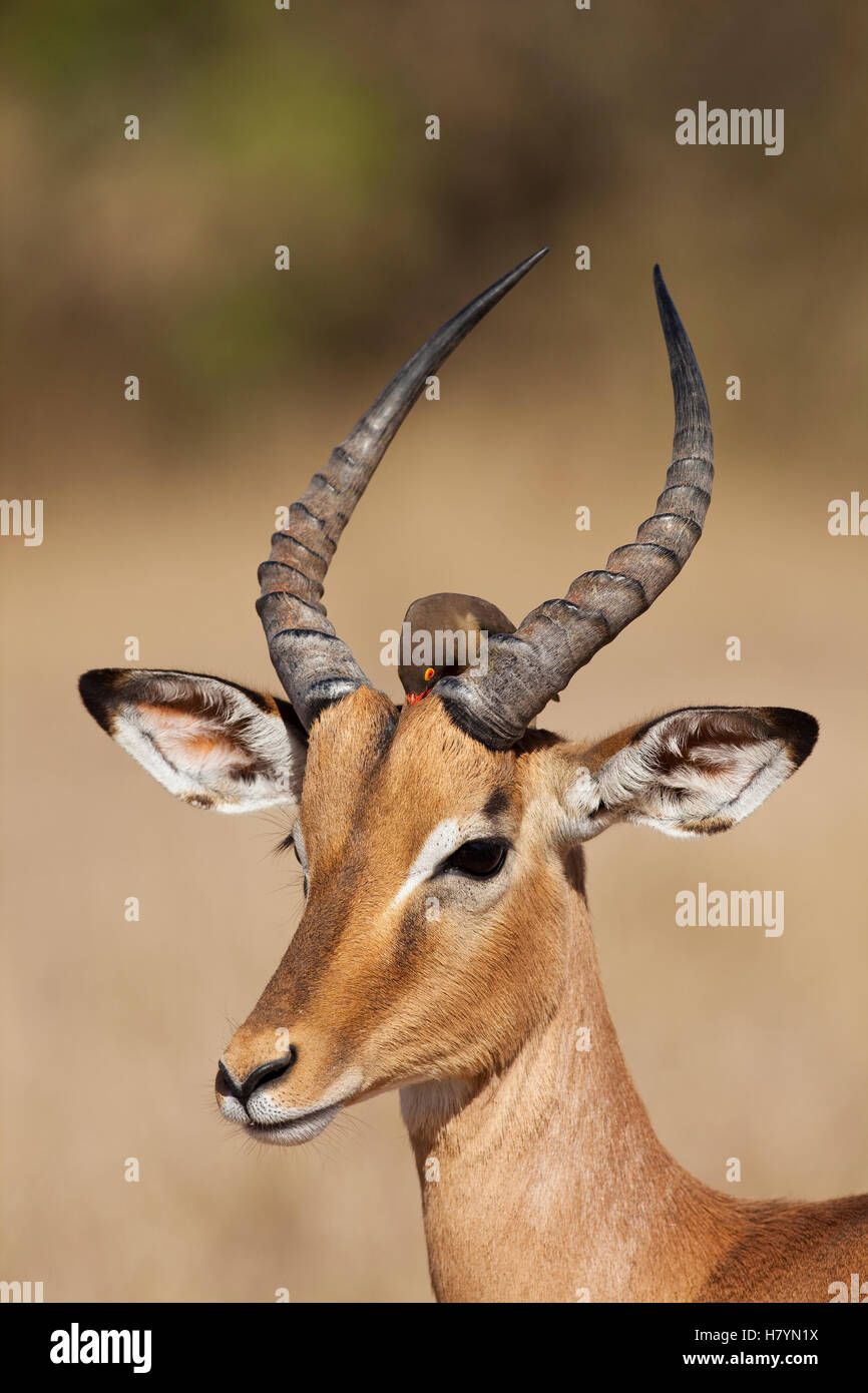 Red-billed Oxpecker (Buphagus erythrorhynchus) picking insects off ...