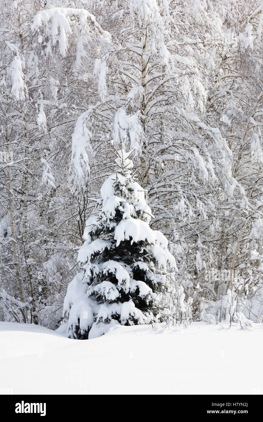 Spruce (Picea sp) and Birches (Betula sp) covered in snow, Upper ...