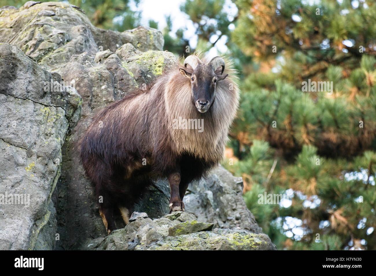 Himalayan Tahr (Hemitragus jemlahicus) male, India Stock Photo - Alamy
