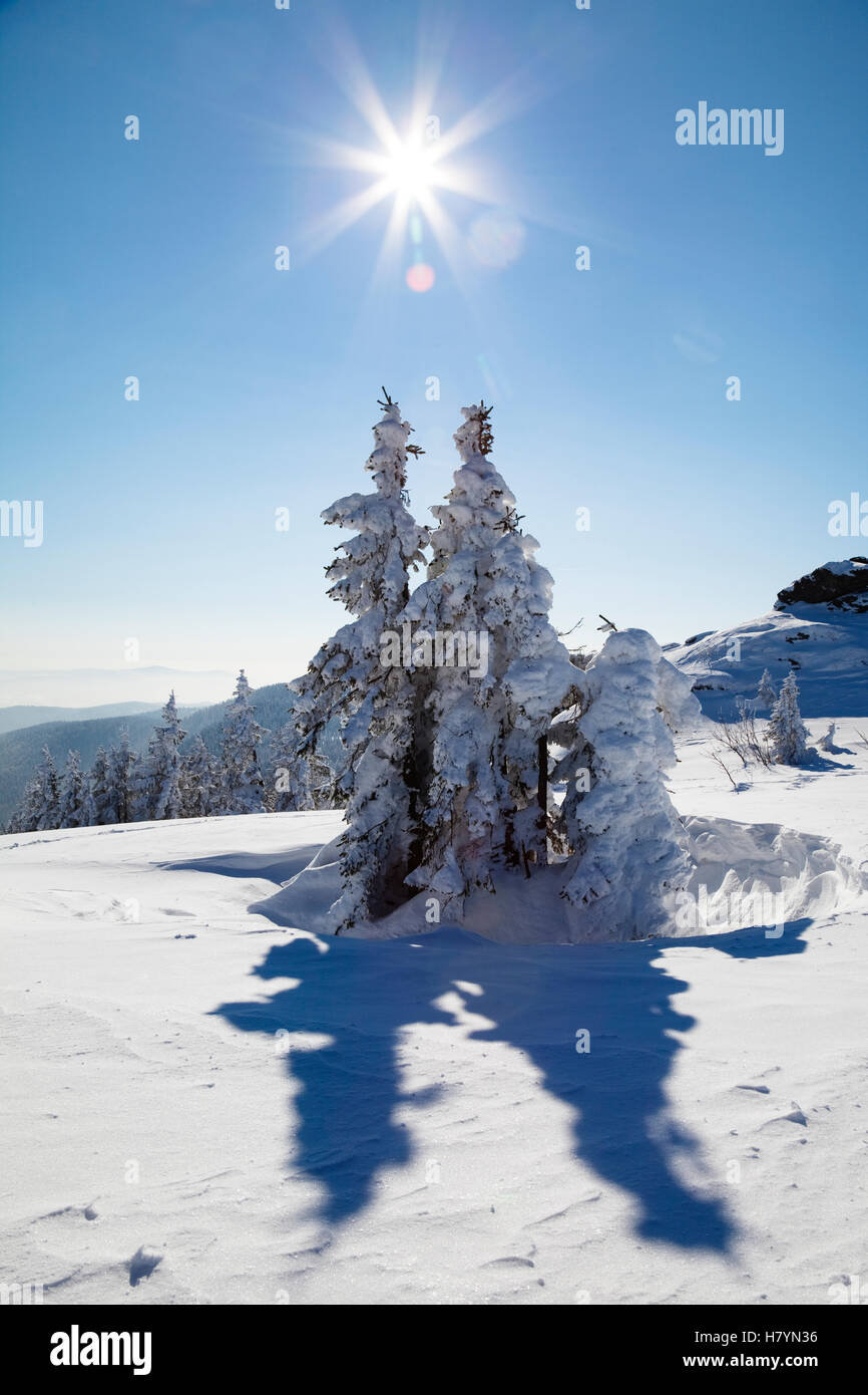 Spruce (Picea sp) trees covered in snow, Great Arber, Bavarian Forest ...
