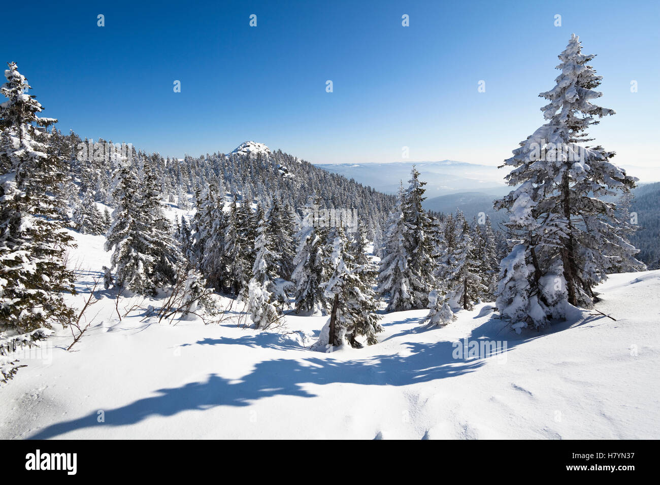 Spruce (Picea sp) trees covered in snow, Great Arber, Bavarian Forest ...