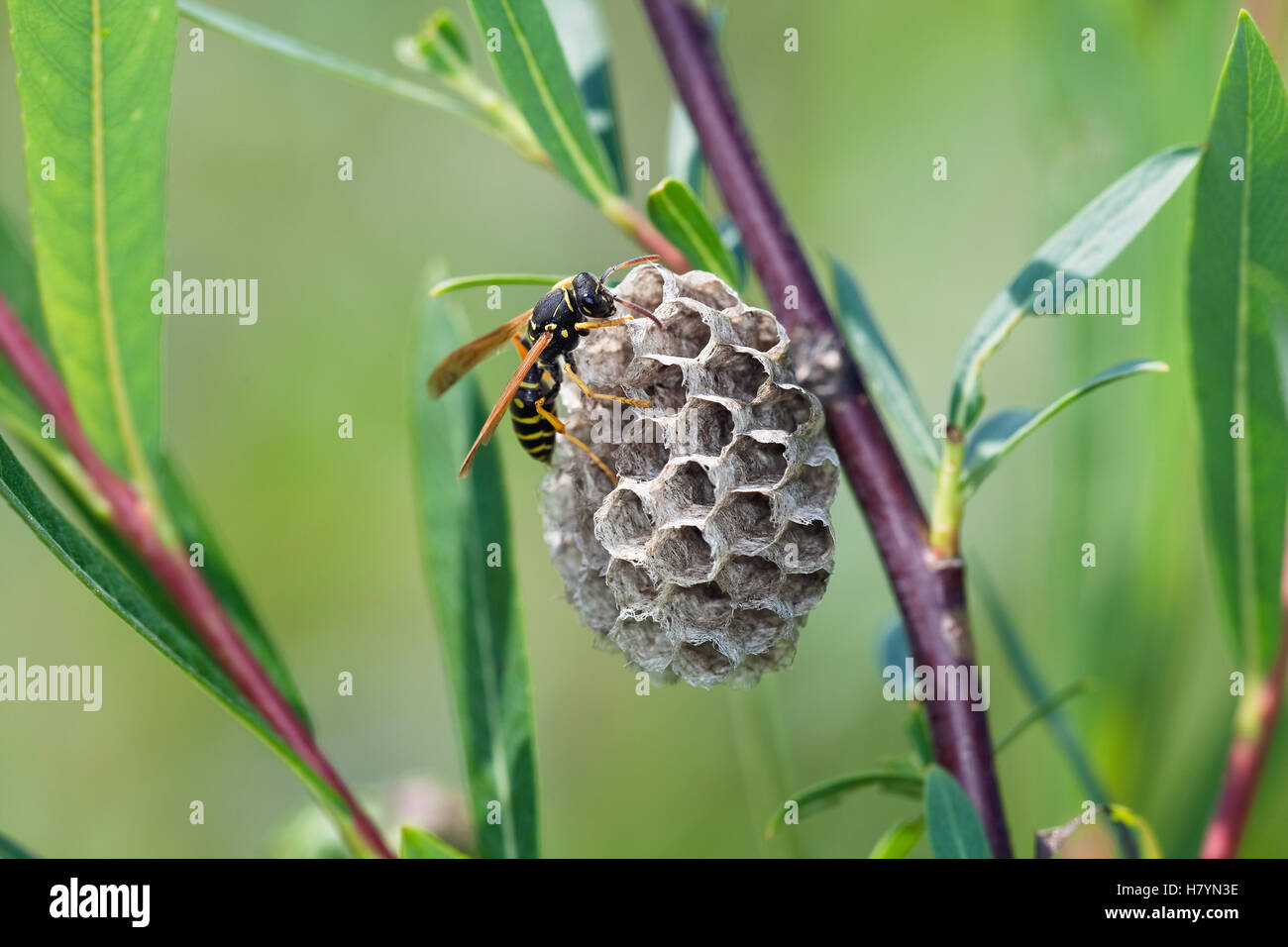 Wasp (Polistes nimpha) constructing nest, Upper Bavaria, Germany Stock ...