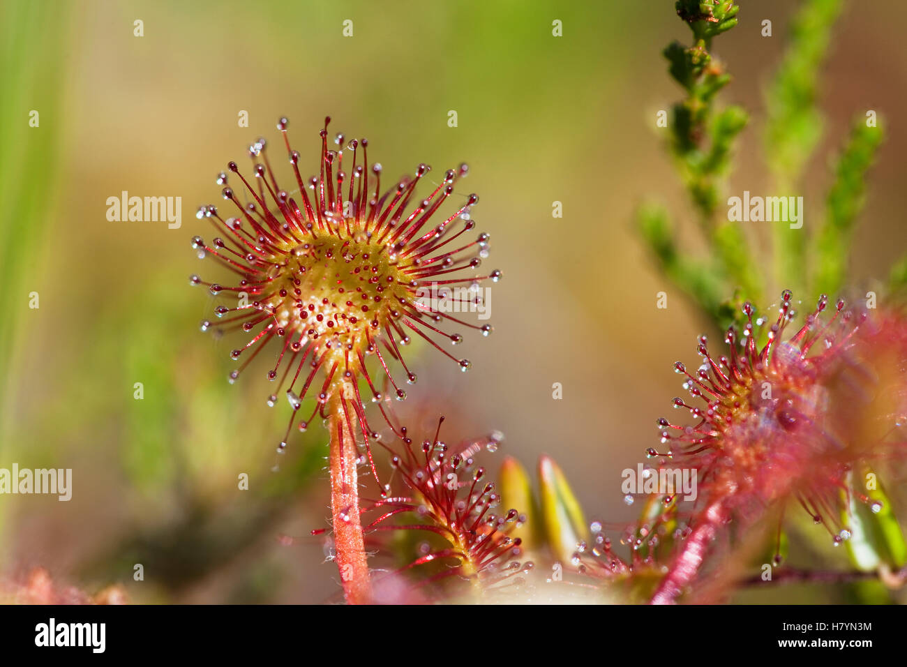 Common Sundew (Drosera rotundifolia), Bavaria, Germany Stock Photo - Alamy
