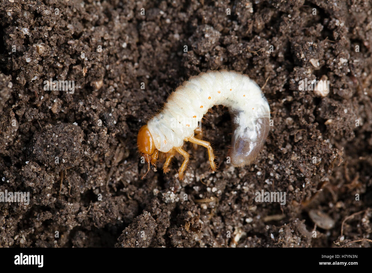 Summer Chafer (Amphimallon solstitiale) larva, Bavaria, Germany Stock ...