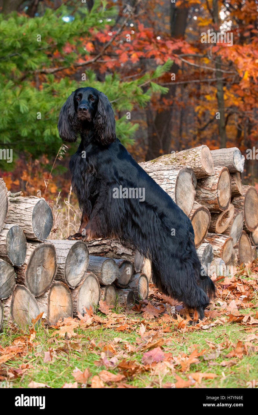 Gordon Setter (Canis familiaris) female on wood pile Stock Photo - Alamy
