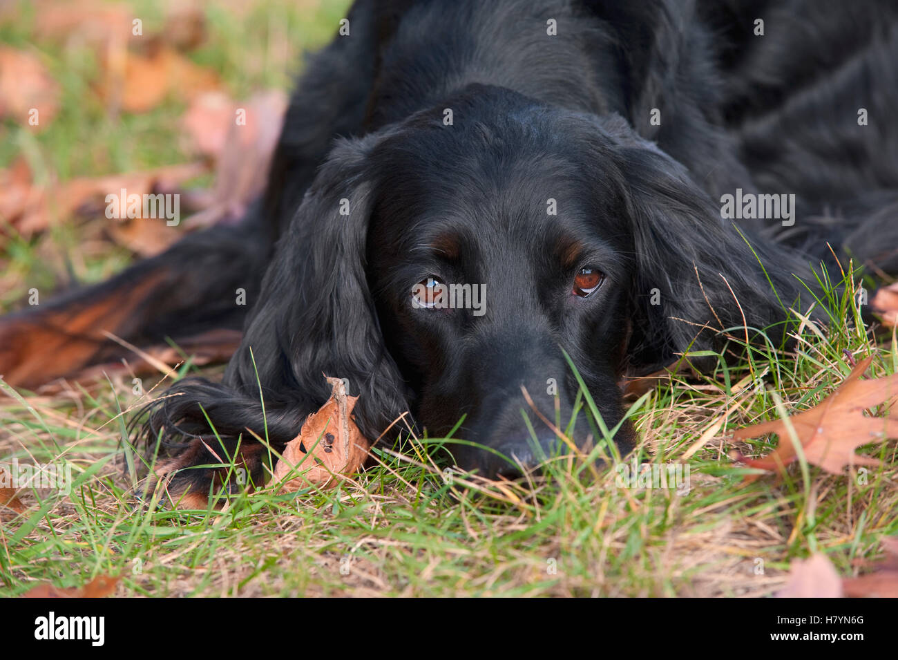 Gordon Setter (Canis familiaris) female Stock Photo - Alamy