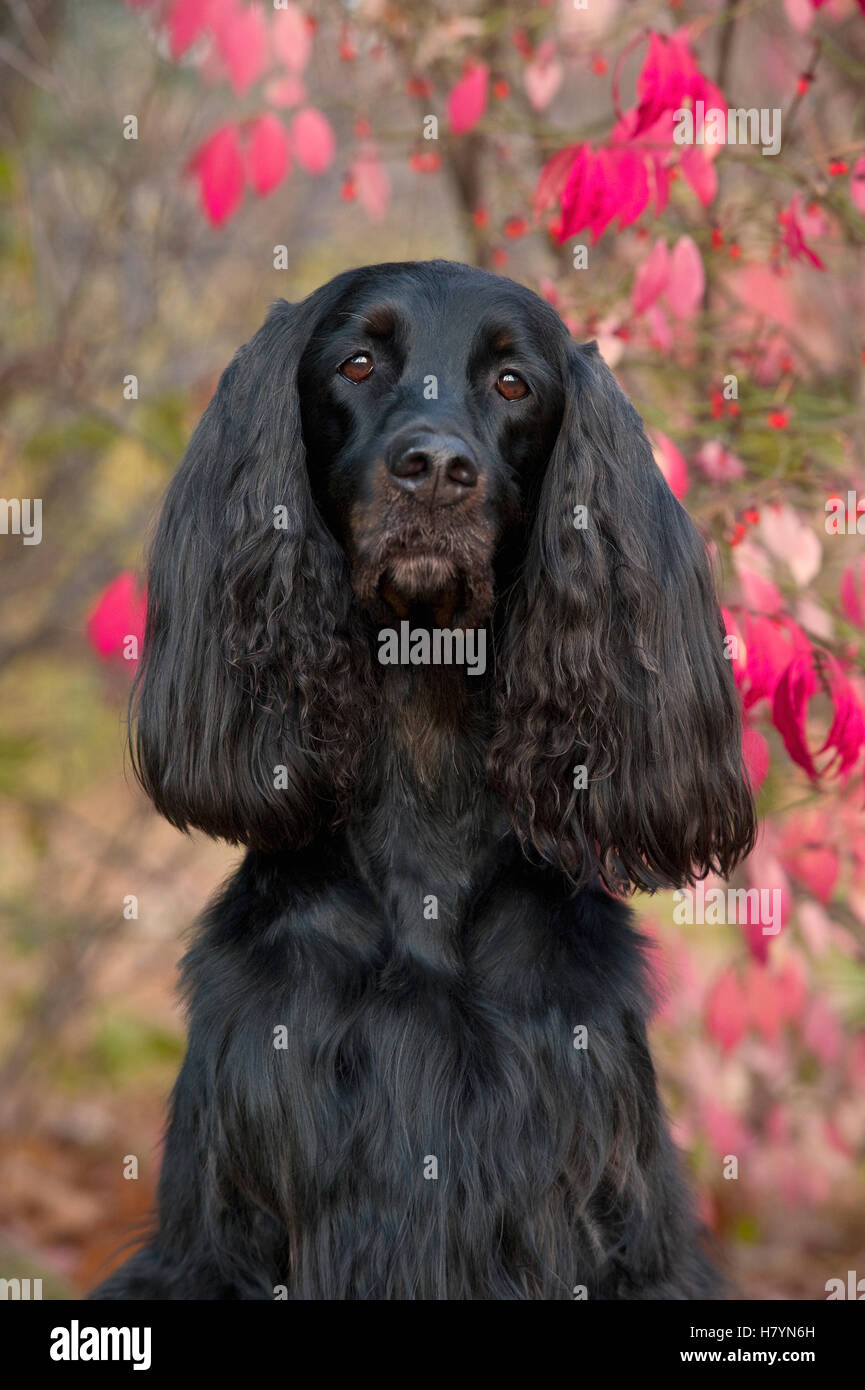 Gordon Setter (Canis familiaris) female Stock Photo - Alamy