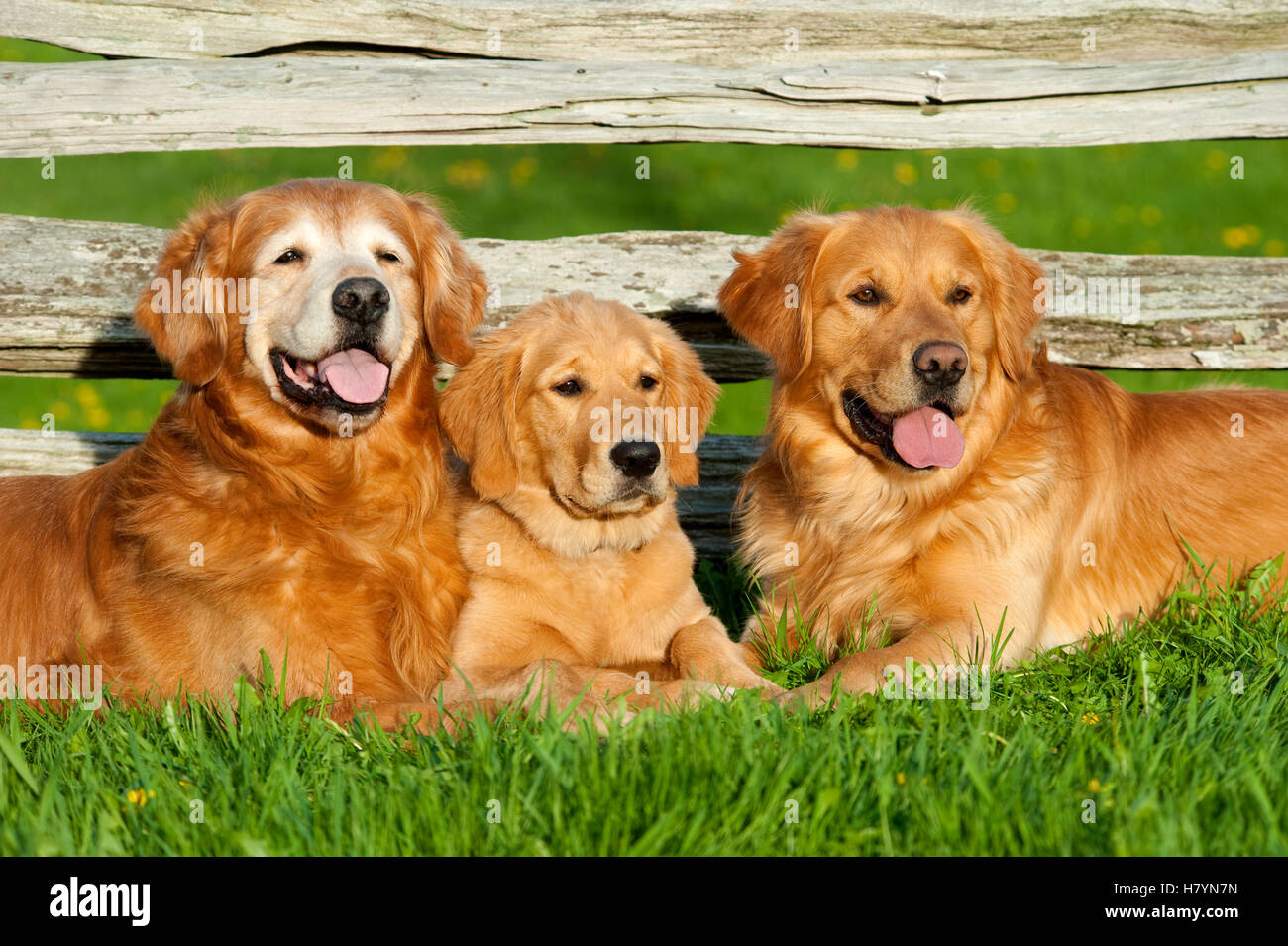 Golden Retriever (Canis familiaris) three generations, elderly, adult ...