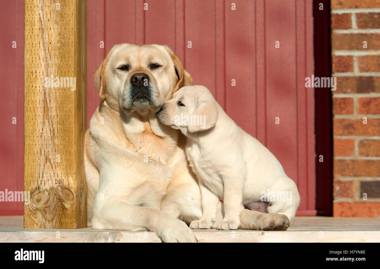 Yellow Labrador Retriever (Canis familiaris) puppy nuzzling parent ...