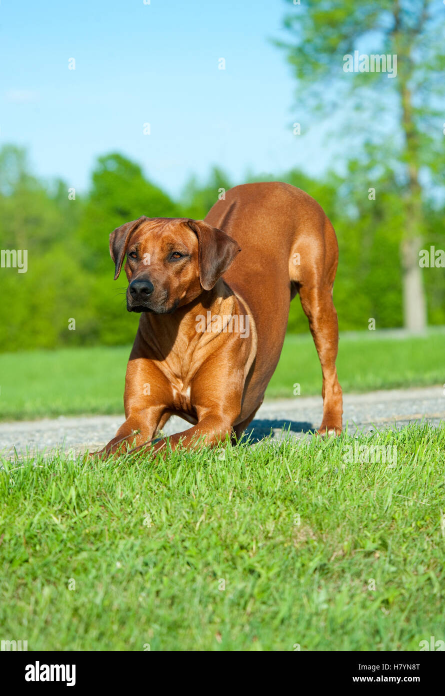Rhodesian Ridgeback (Canis familiaris) female in play bow Stock Photo ...