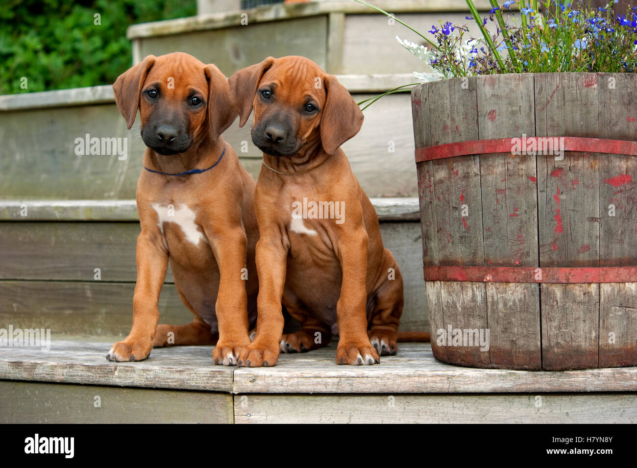 Rhodesian Ridgeback (Canis familiaris) puppies Stock Photo - Alamy