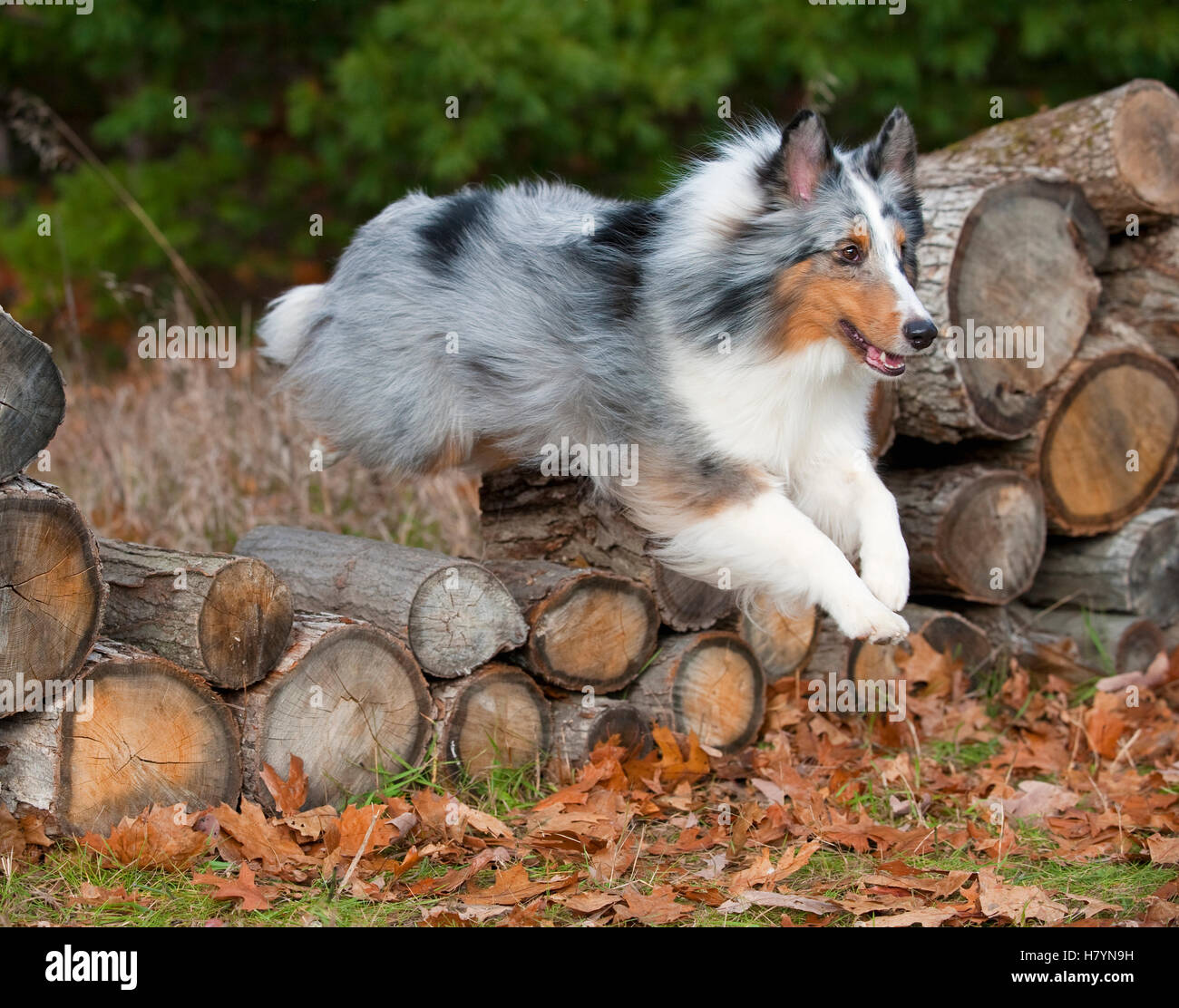 Shetland Sheepdog (Canis familiaris) jumping over wood pile Stock Photo ...
