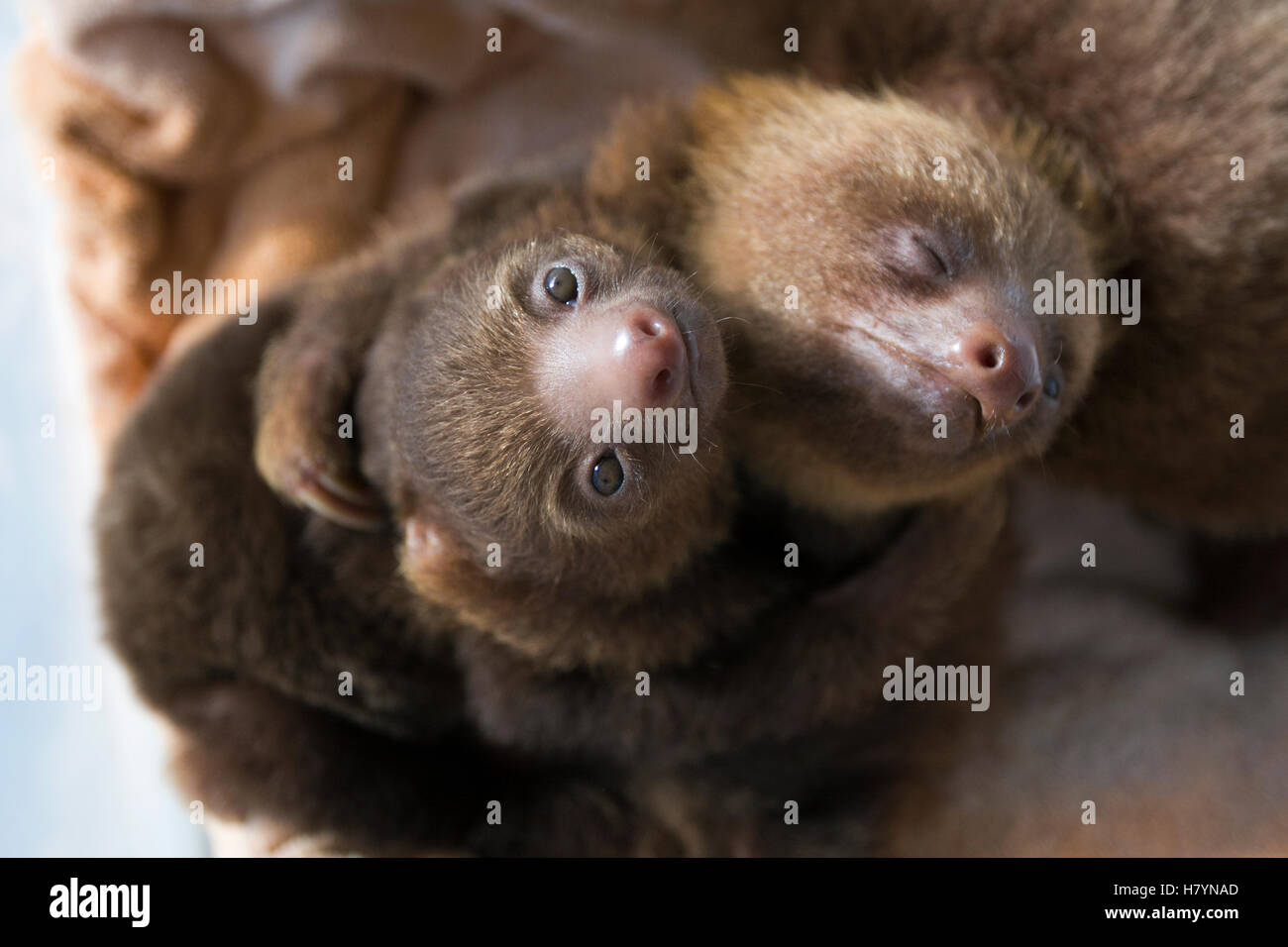 Hoffmann's Two-toed Sloth (Choloepus hoffmanni) orphaned babies, Aviarios Sloth Sanctuary, Costa ...