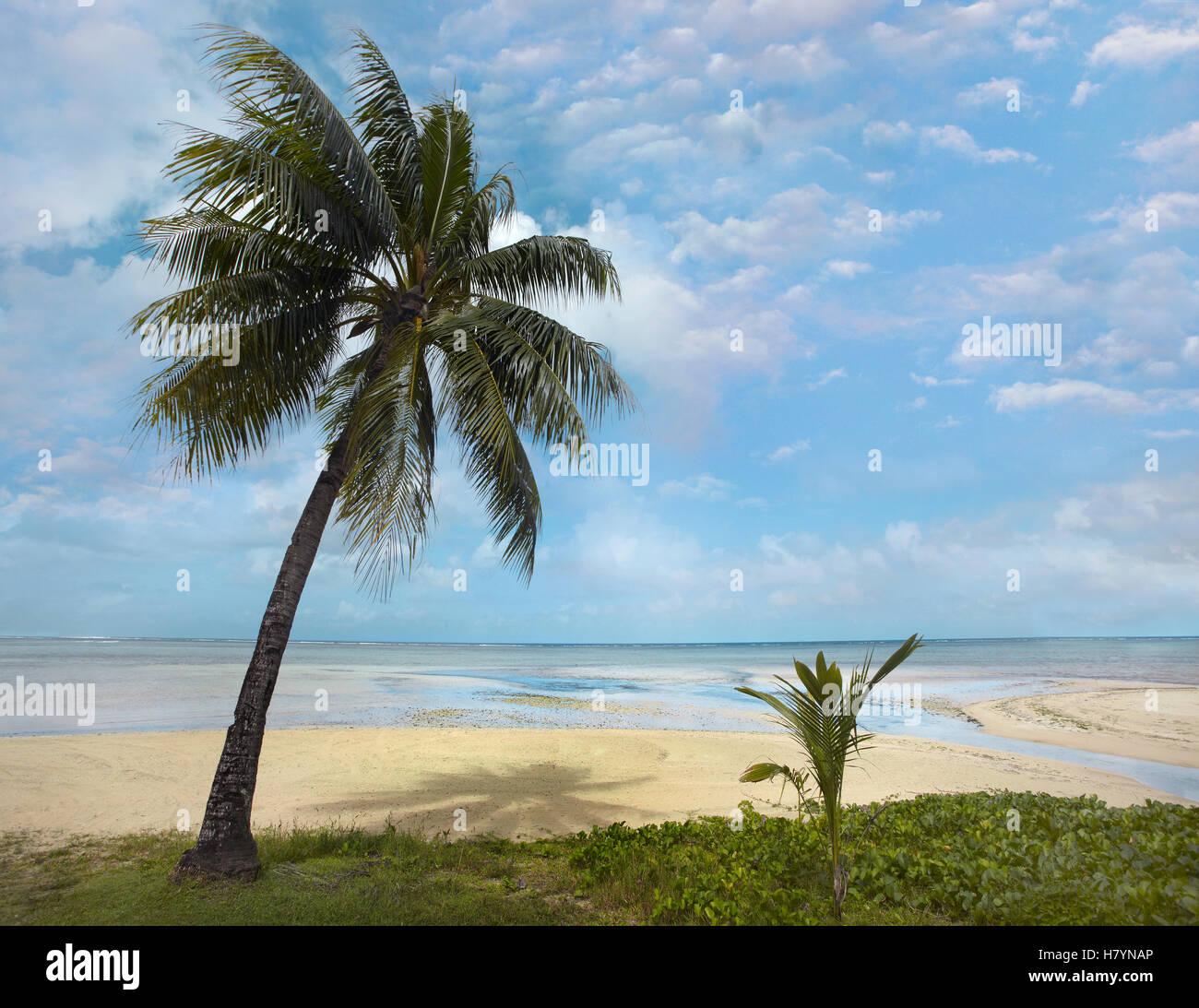 Palm trees, Agana Beach, Guam Stock Photo - Alamy