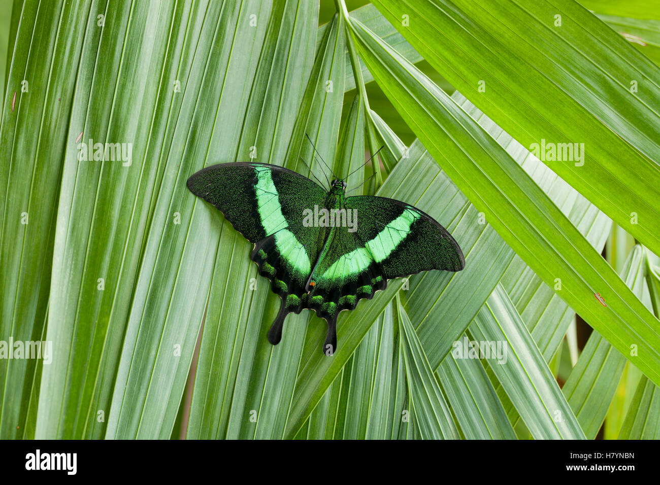 Emerald Swallowtail (Papilio palinurus) butterfly, southeast Asia Stock ...