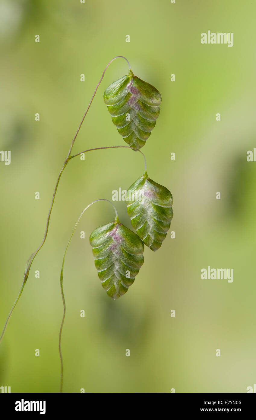 Common Quaking Grass (Briza media) seed heads, England Stock Photo - Alamy