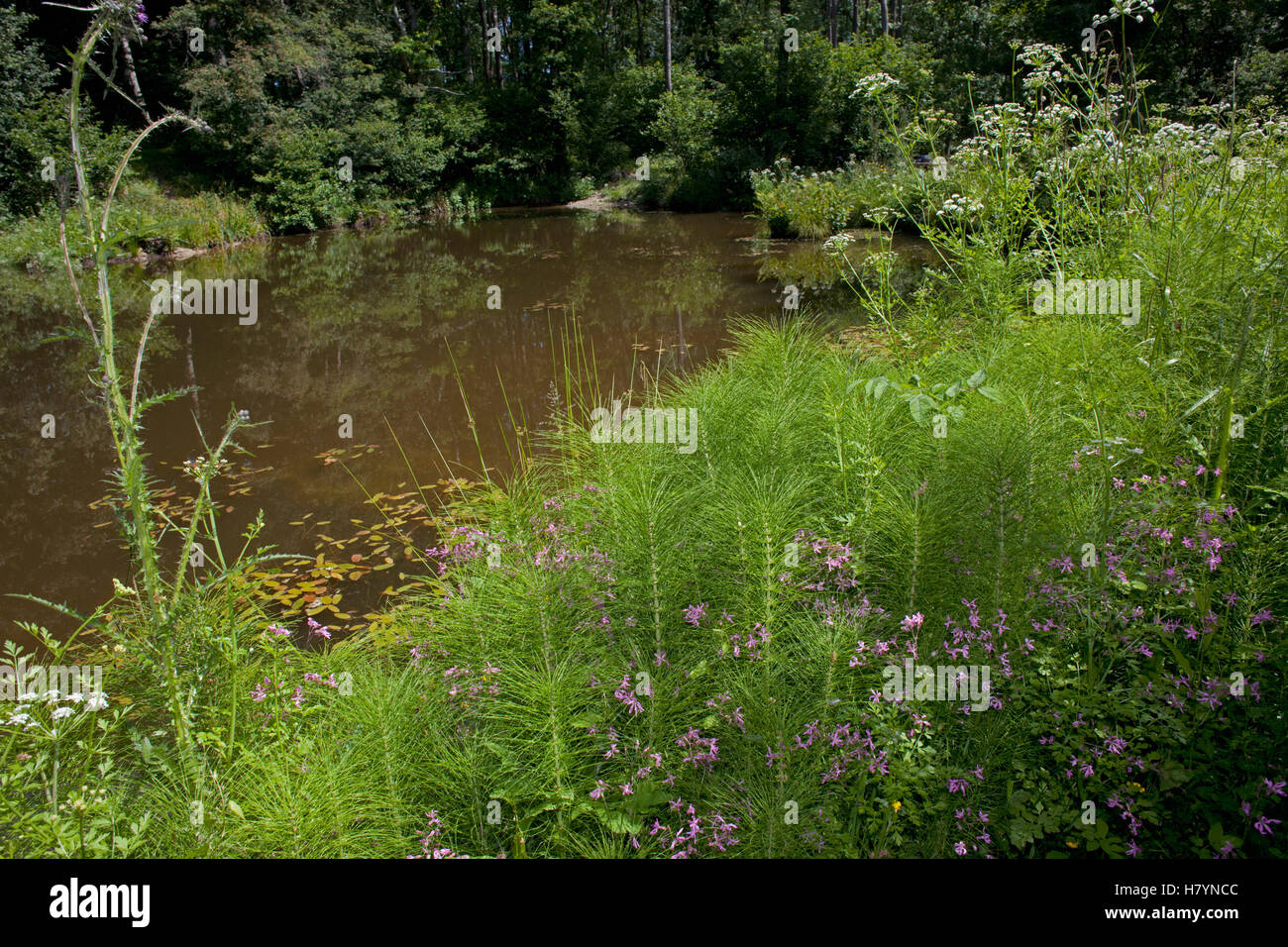 Ragged Robin (Lychnis flos-cuculi), Water Dropwort (Oenanthe sp), Marsh ...