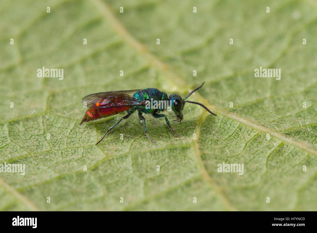 Ruby-tailed Wasp (Chrysis ignita), England Stock Photo - Alamy