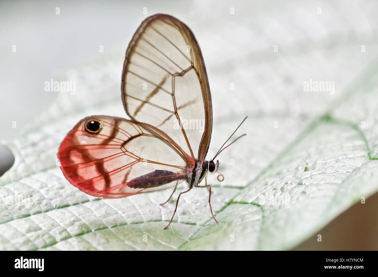 Pink-tipped Clearwing Satyr (Cithaerias pireta) butterfly, Mindo ...
