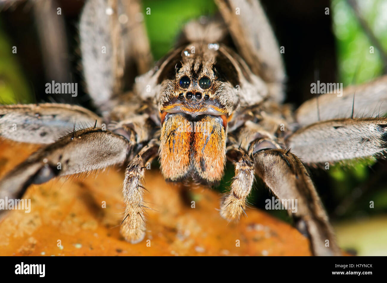 Wolf Spider (Hogna sp), Mindo, western slope of Andes, Ecuador Stock ...