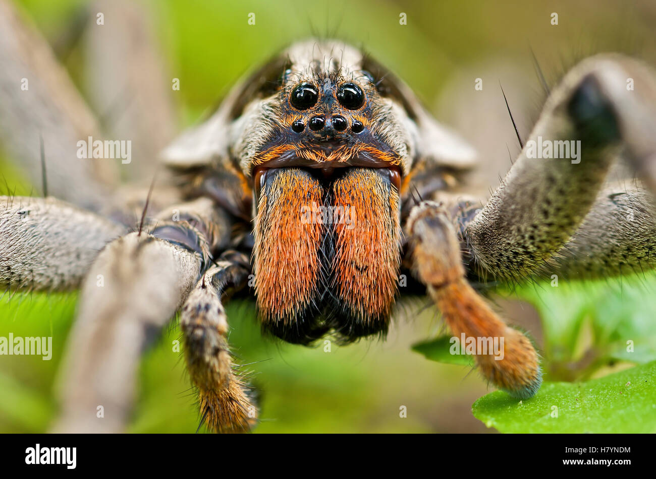 Wolf Spider (Hogna sp), Mindo, western slope of Andes, Ecuador Stock ...