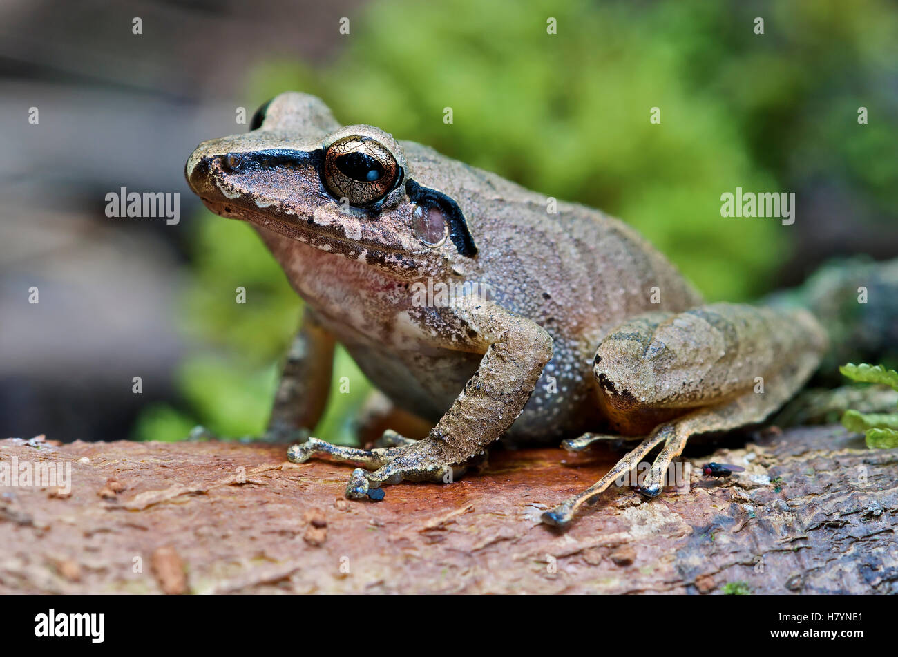 Pasture Robber Frog (Eleutherodactylus achatinus), Mindo, western slope ...