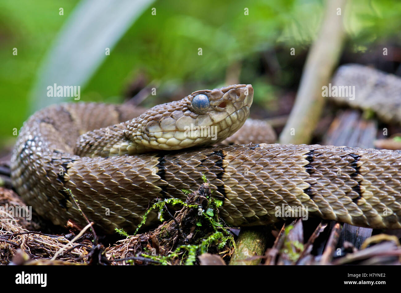 Osborne's Lancehead (Bothrops osbornei) juvenile, western slope of ...