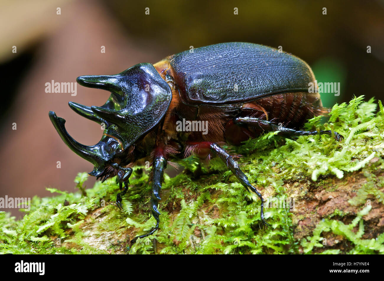 Beetle (Heterogomphus mniszechi) male, Mindo, western slope of Andes ...