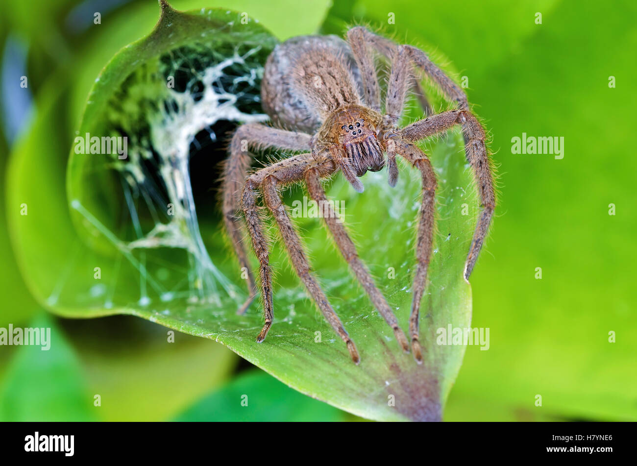 Wandering Spider (Cupiennius bimaculatus) female with egg sac at the ...