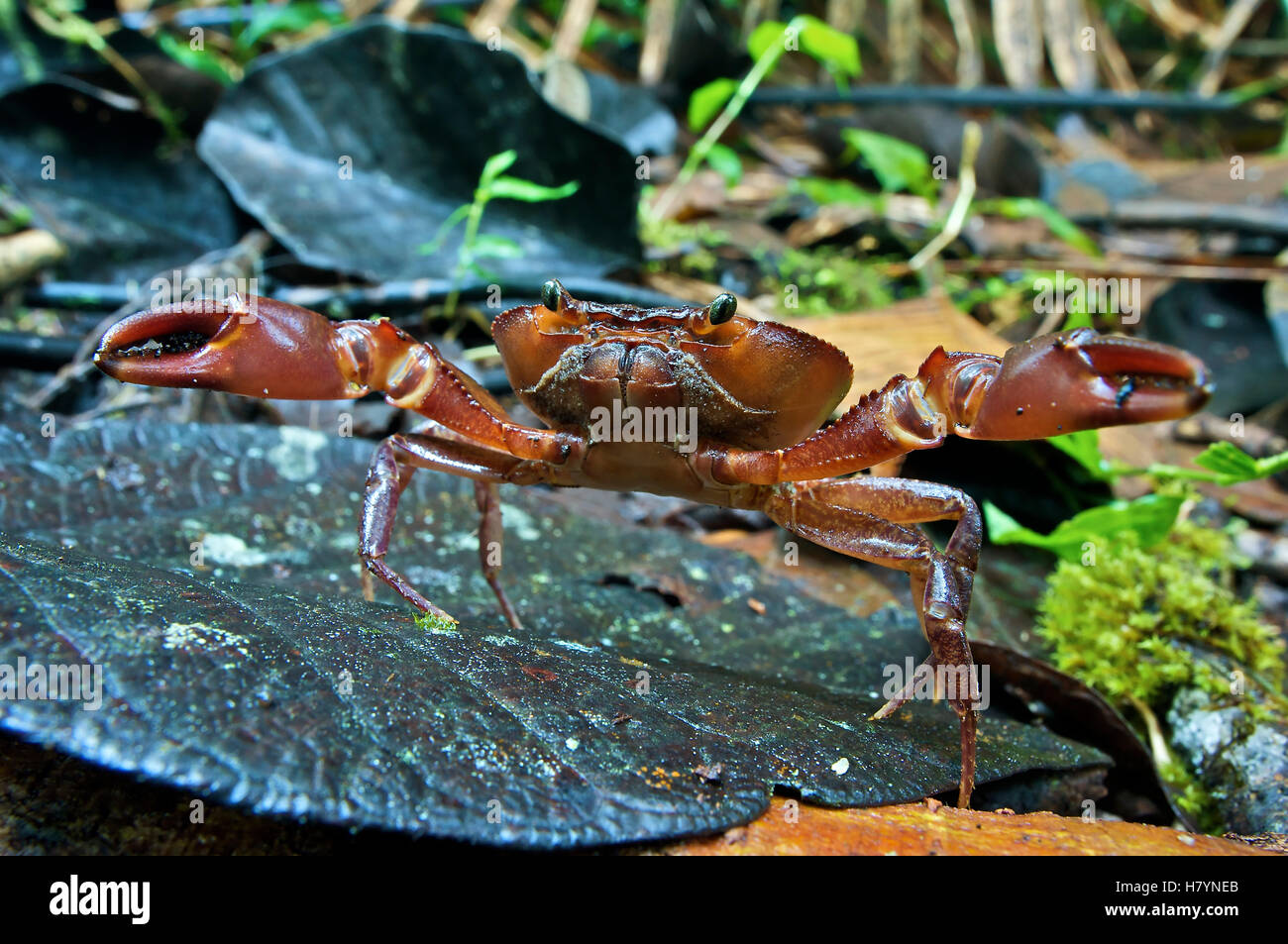 Short-tailed Crab (Pseudothelphusidae) in defensive posture on forest ...