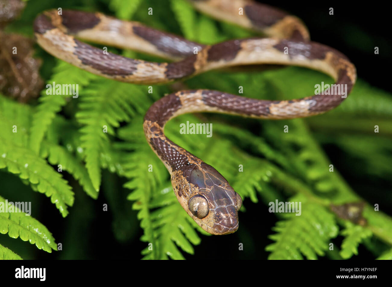Blunt-headed Tree Snake (Imantodes cenchoa), Mindo, western slope of ...