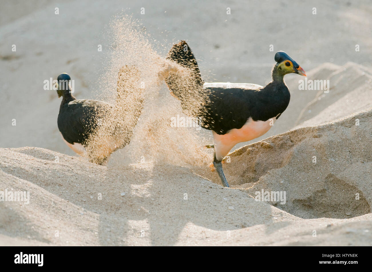 Maleo (Macrocephalon maleo) pair digging nest to lay eggs in sand ...
