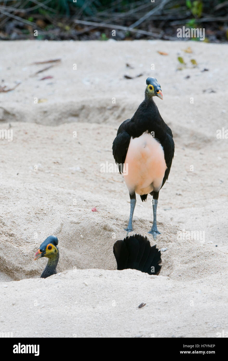 Maleo (Macrocephalon maleo) pair, one in dug out nest, Sulawesi ...