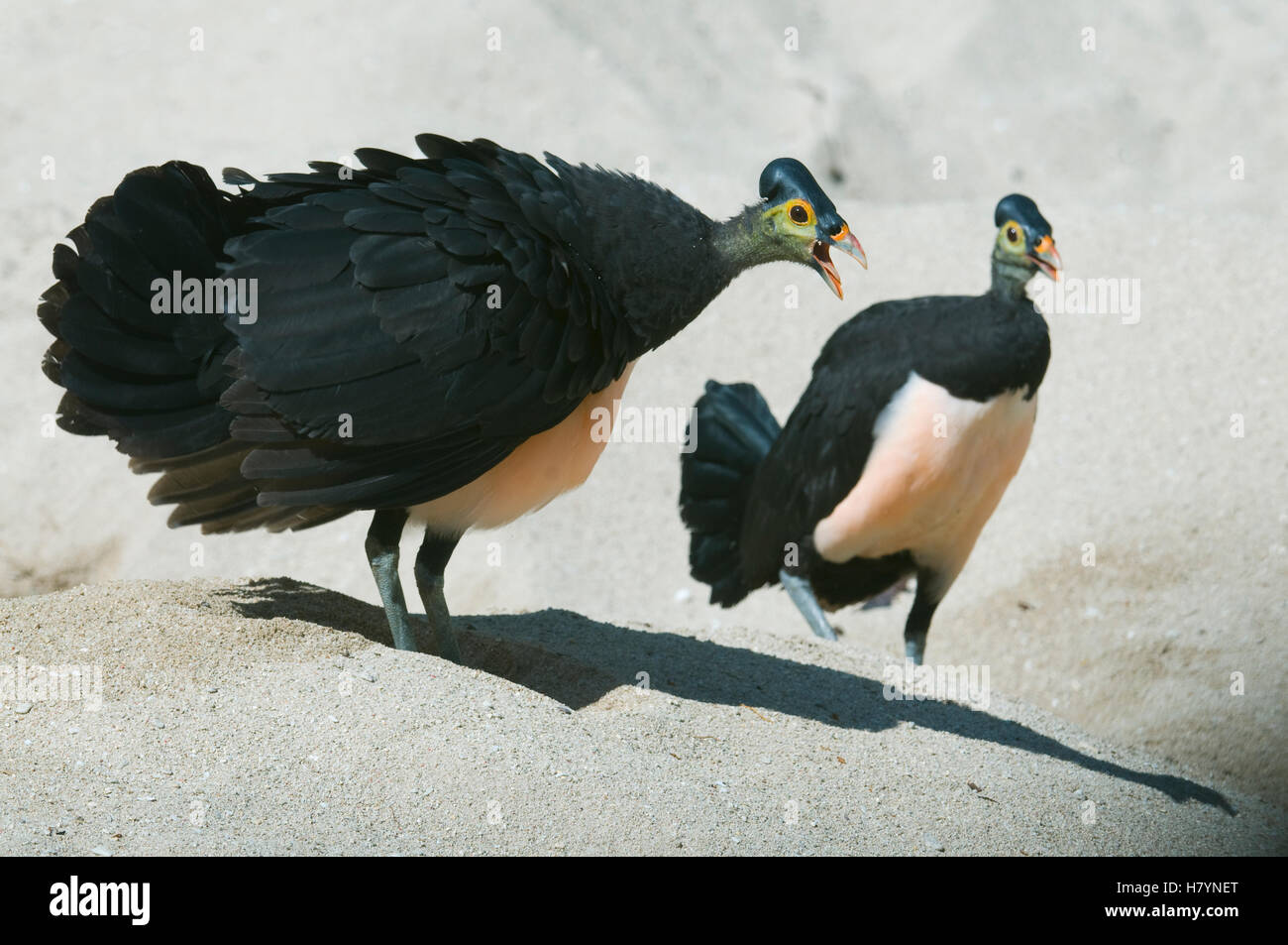 Maleo (Macrocephalon maleo) nesting pair courting, Sulawesi, Indonesia ...