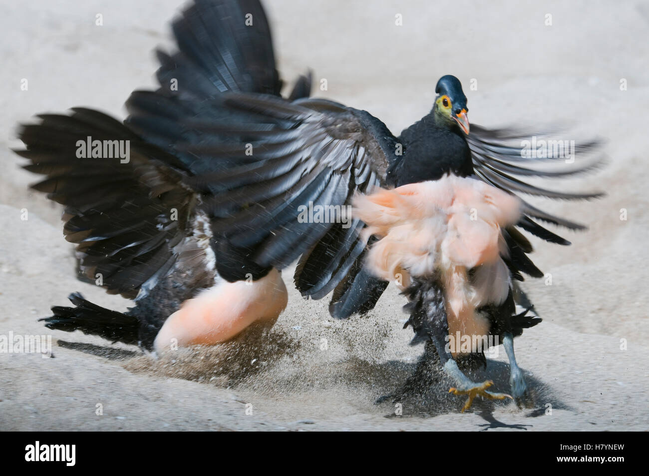 Maleo (Macrocephalon maleo) pair fighting over nest site, Sulawesi ...