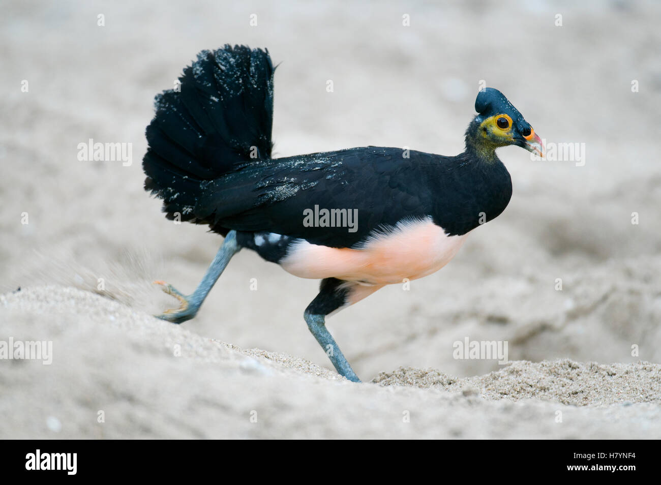 Maleo (Macrocephalon maleo) digging sand to lay eggs, Sulawesi ...