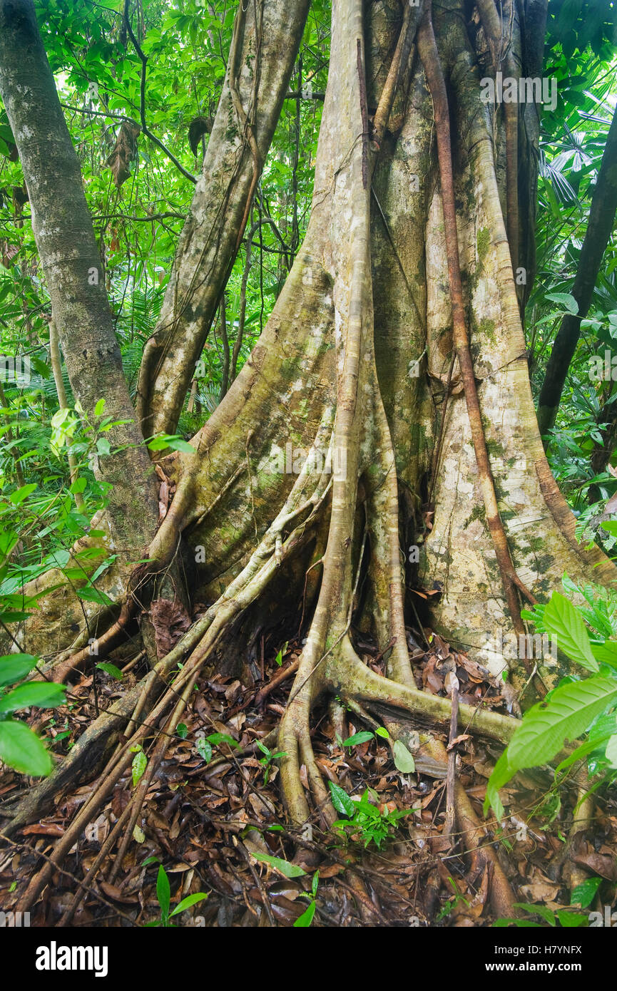 Fig (Ficus sp) parasitizing host tree, Tompotike Peninsula, central ...