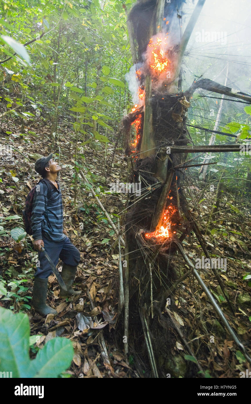 Hunter smoking out cuscus possum in rainforest palm, central Sulawesi ...