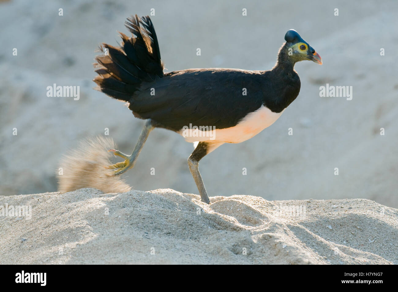 Maleo (Macrocephalon maleo) digging nest to lay eggs in sand, Sulawesi ...