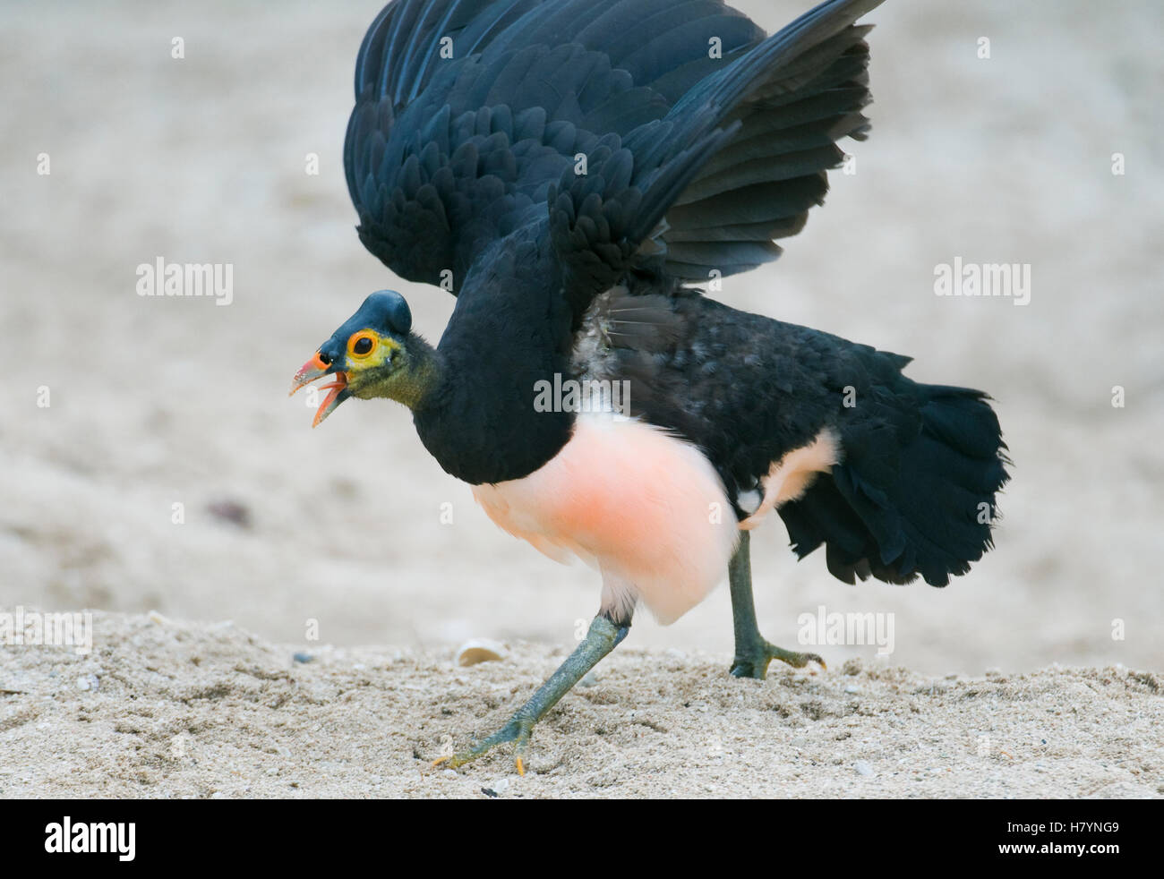 Maleo (Macrocephalon maleo) male defending nest site, Sulawesi ...