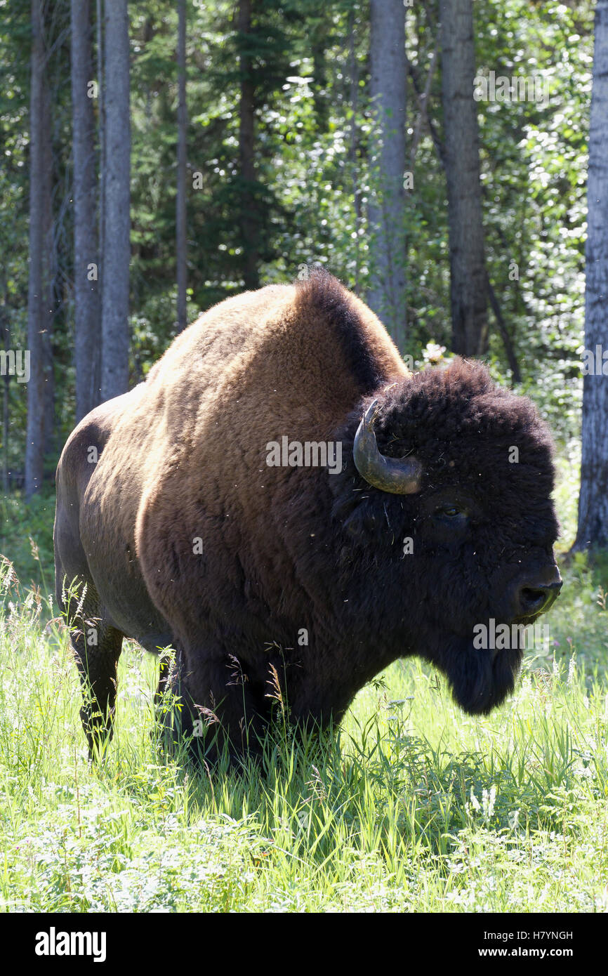 Wood Bison (Bison bison athabascae) along Alaska Highway near Liard ...