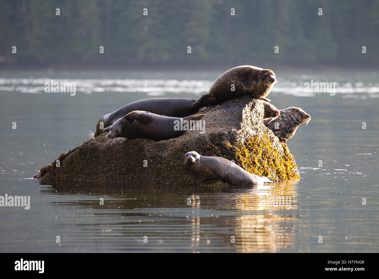Harbor Seal (Phoca vitulina) group hauled out on rock, Mussel Inlet ...