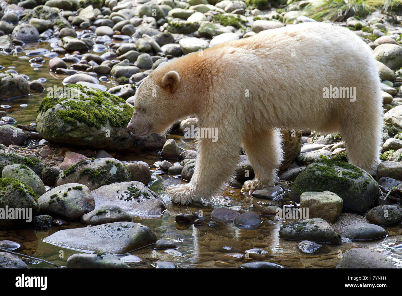 Kermode Bear (Ursus americanus kermodei), white morph called spirit ...