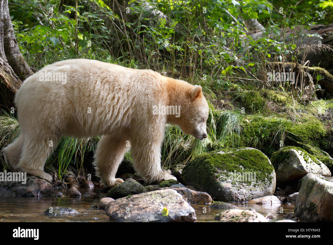 Kermode Bear (Ursus americanus kermodei), white morph called spirit ...