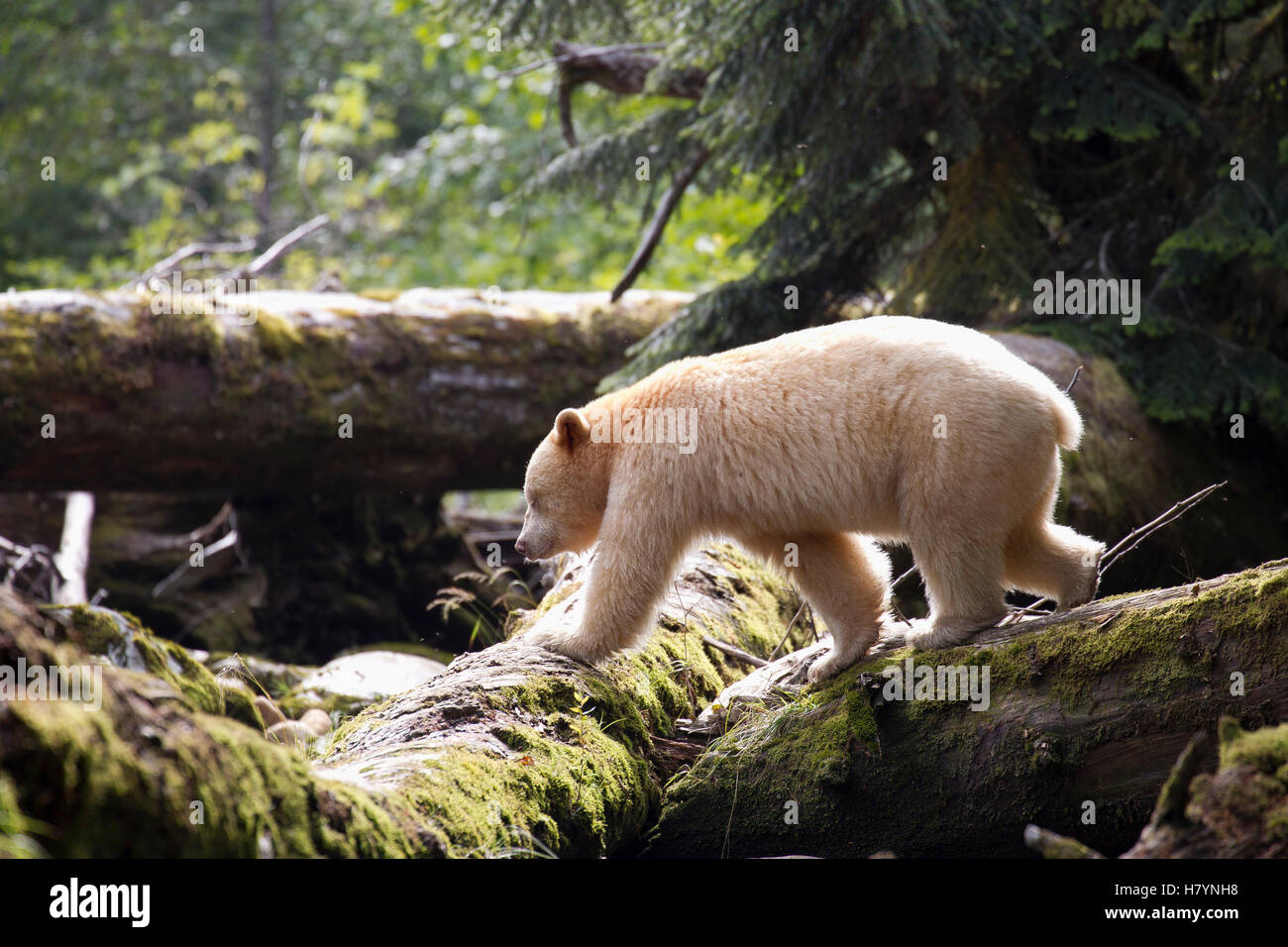Kermode Bear (Ursus americanus kermodei), white morph called spirit ...