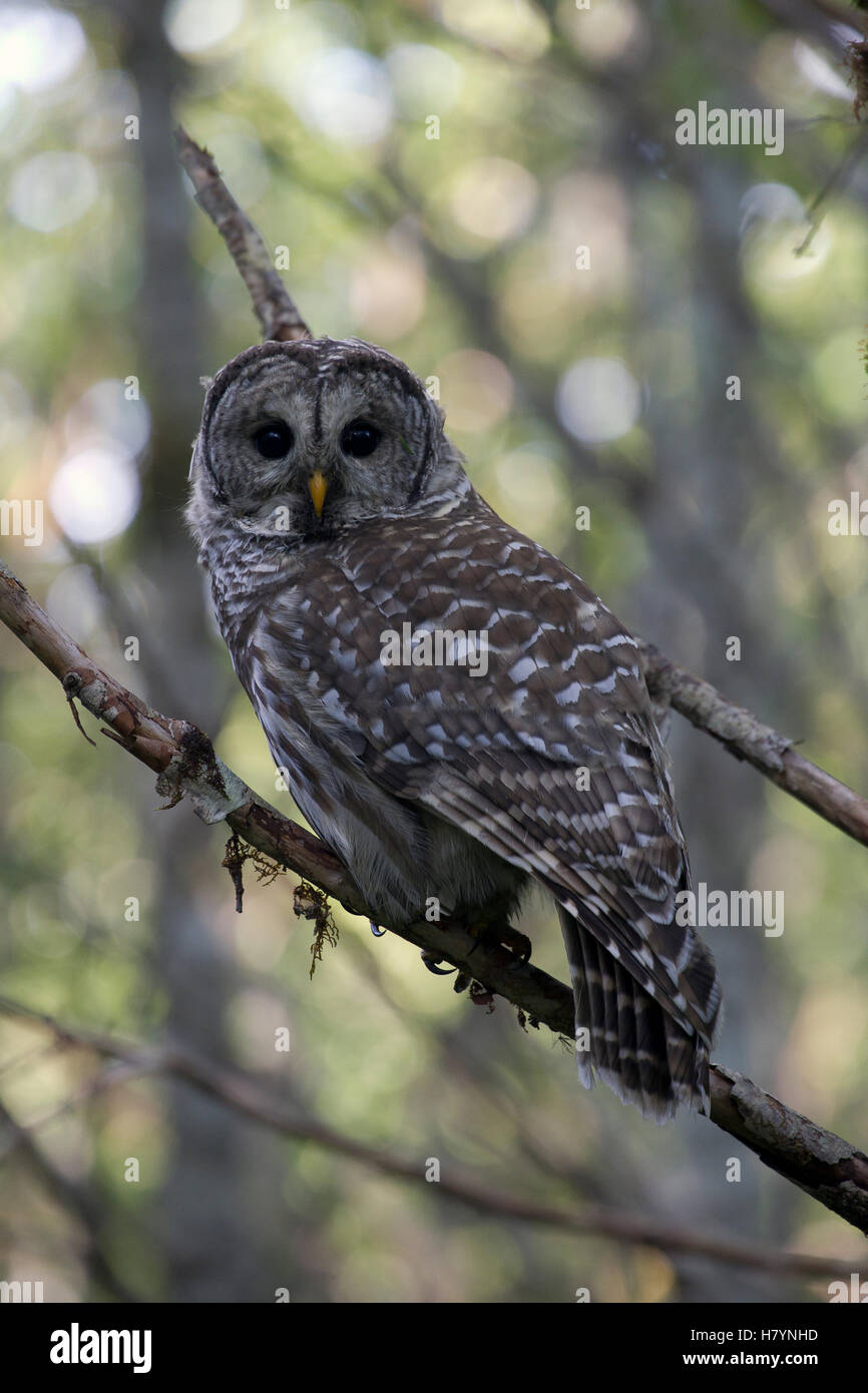 Barred Owl (Strix varia), Great Bear Rainforest, British Columbia ...