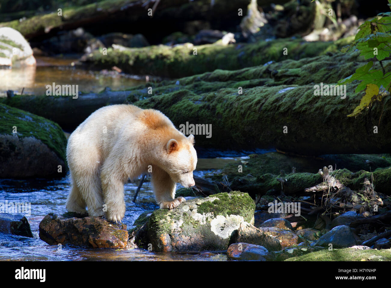 Kermode Bear (Ursus americanus kermodei), white morph called spirit ...